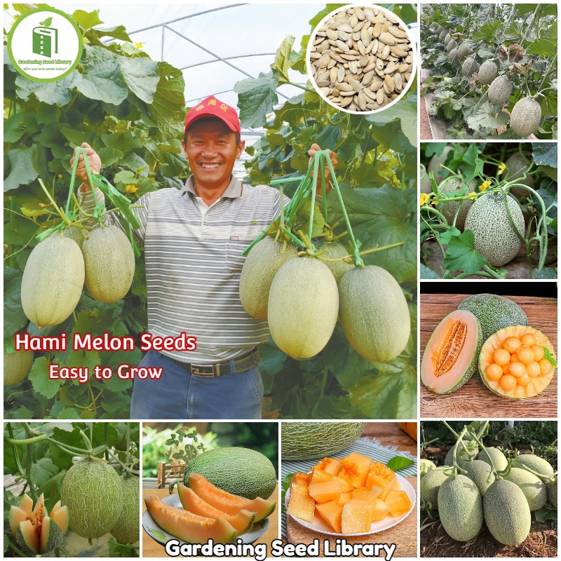 [Easy To Grow] Sweet Cantaloupe Seeds Hami Melon Seeds for Planting (10 ...