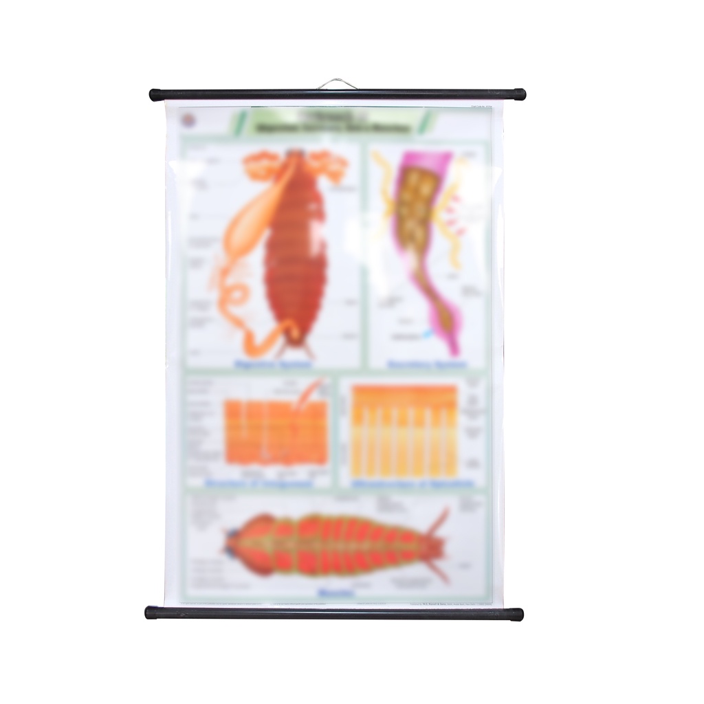 English-Assorted Hanging Big Poster (Hanging in English-Type of Worm ...