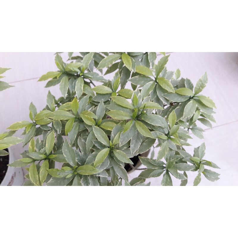 Tabernaemontana divaricata Silver ( Variegated Silver pandakaki ...