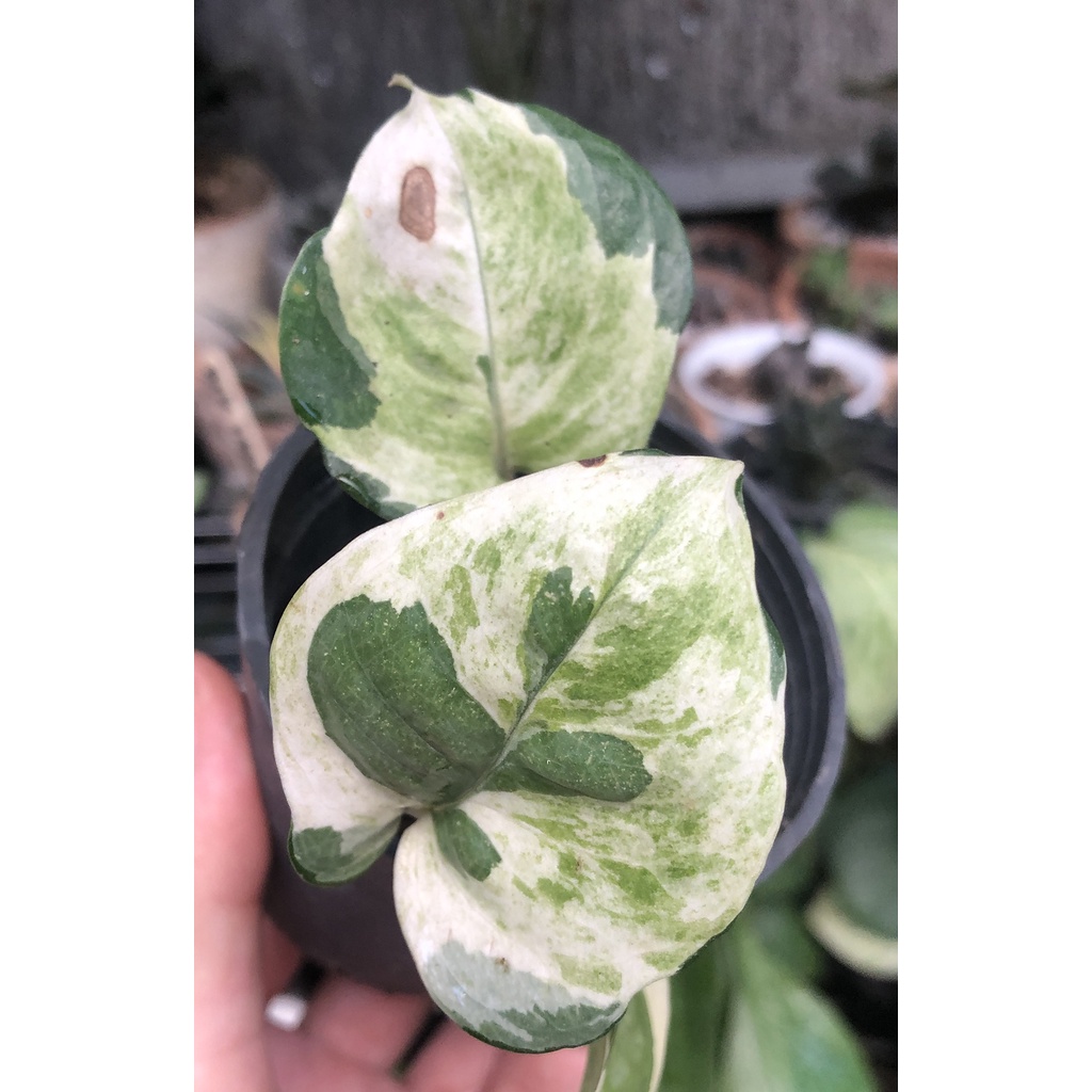 epipremnum aureum pearls and jade manjula njoy pothos trailing marble ...