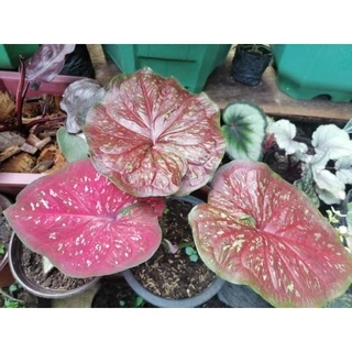 Shop caladium varieties for Sale on Shopee Philippines