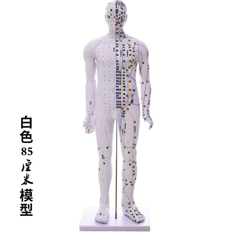 Yixi Traditional Chinese Medicine Acupuncture Points Human Body Model ...