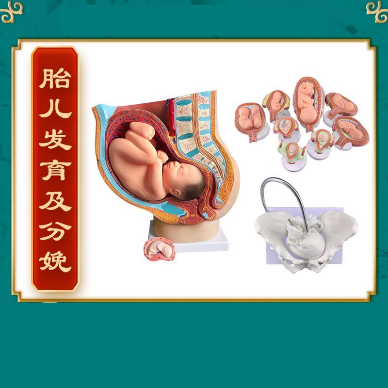 Yixi September Fetal Development Process Teaching Model Female ...