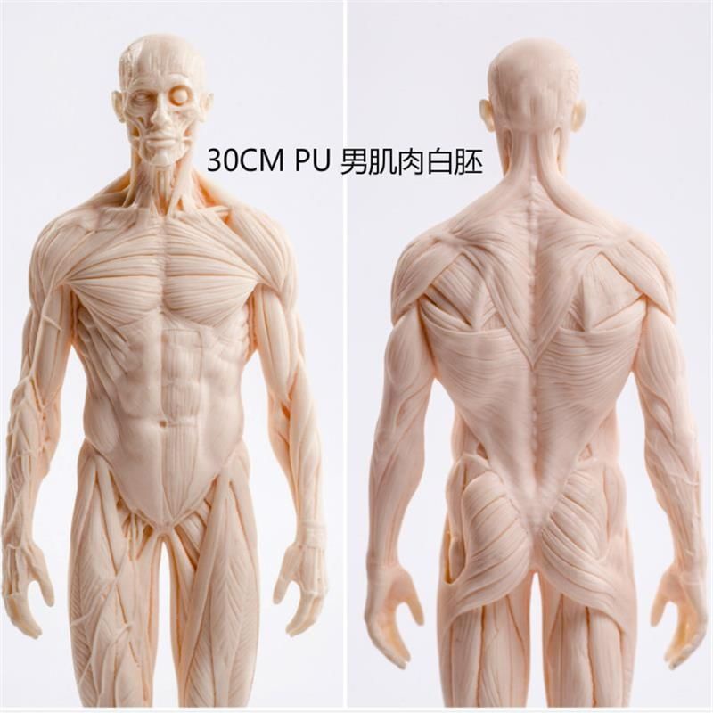 Yixi Simulation Painting Copying Human Body Sculpture Structure Anatomy ...