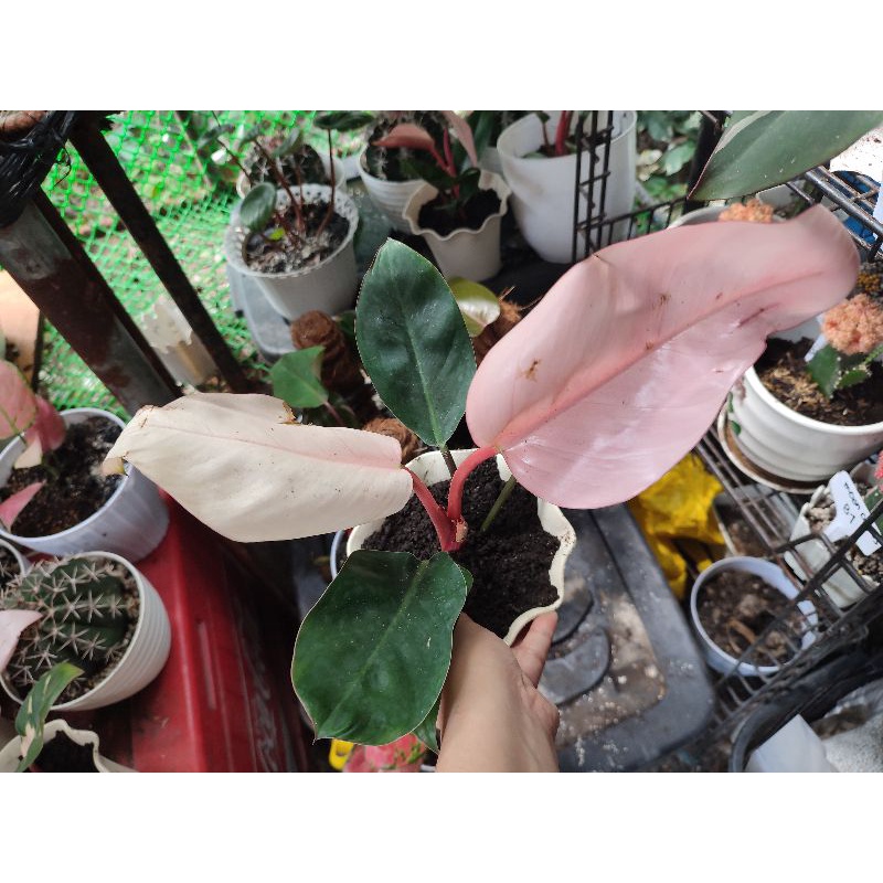 PINK CONGO PHILODENDRON HEALTHY LIVE PLANT | Shopee Philippines