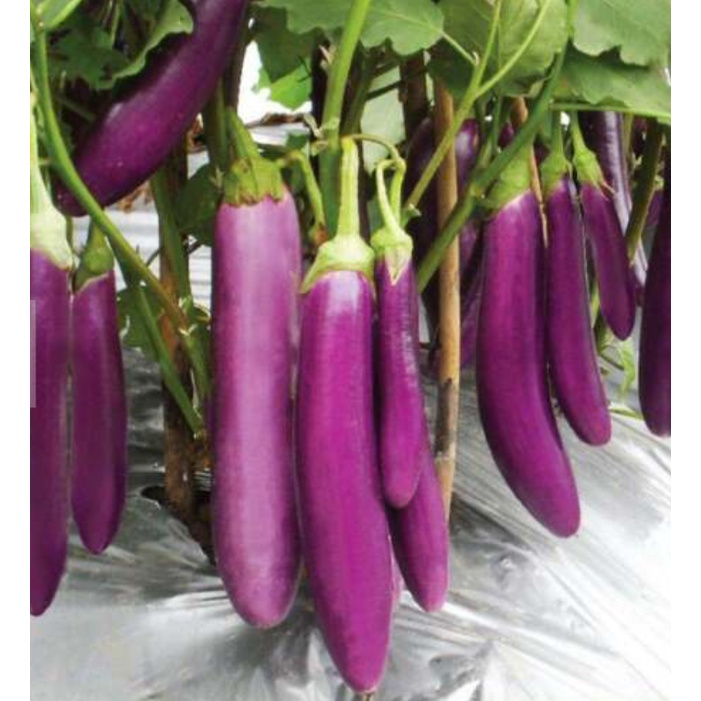 talong / eggplant seeds - 25pesos per pack - condor - plant - vegetable ...