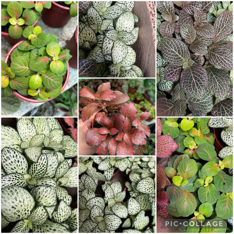 FITTONIA FITTONIA VARIETIES | Shopee Philippines