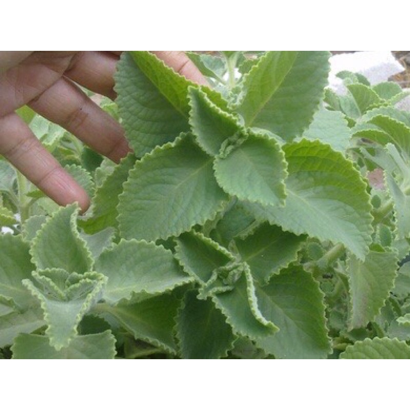 Oregano Plant Medium | Shopee Philippines