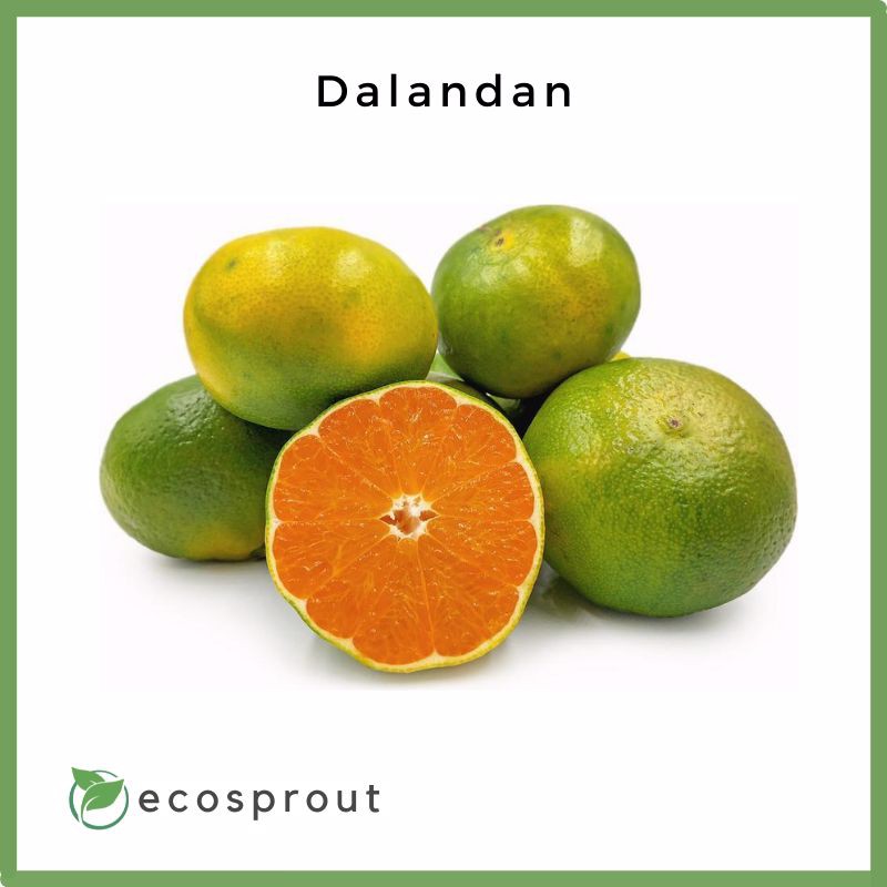 Fresh Dalandan | 1kg | Fresh Vegetables | Fresh Fruits | Groceries ...