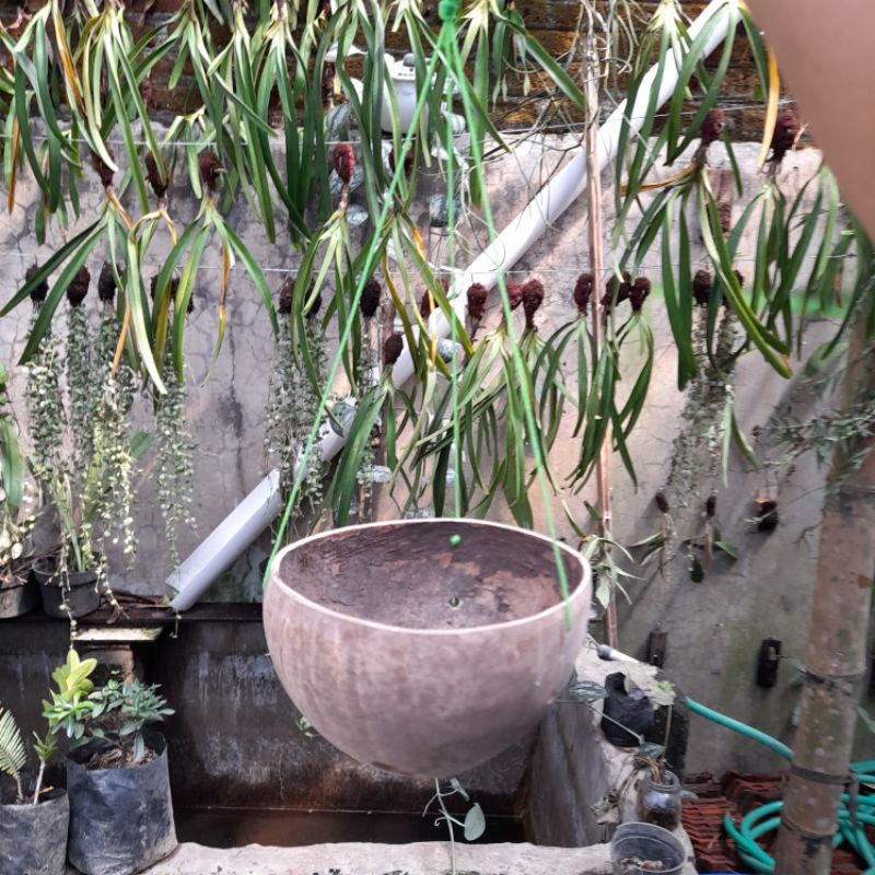 Shell pot hanging pot original coconut shell | Shopee Philippines