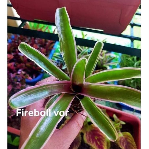 FIRE BALL VARIEGATED VRIESEA (MINI BROMELIAD) | Shopee Philippines