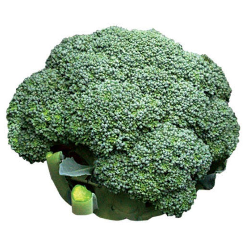 REPACKED/TINGI CONDOR GREEN TOP F1 HYBRID BROCCOLI (10 SEEDS) | Shopee ...