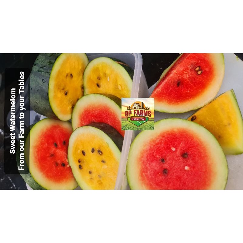 Fresh Watermelon | RP Farms (2 to 4kg) | Shopee Philippines