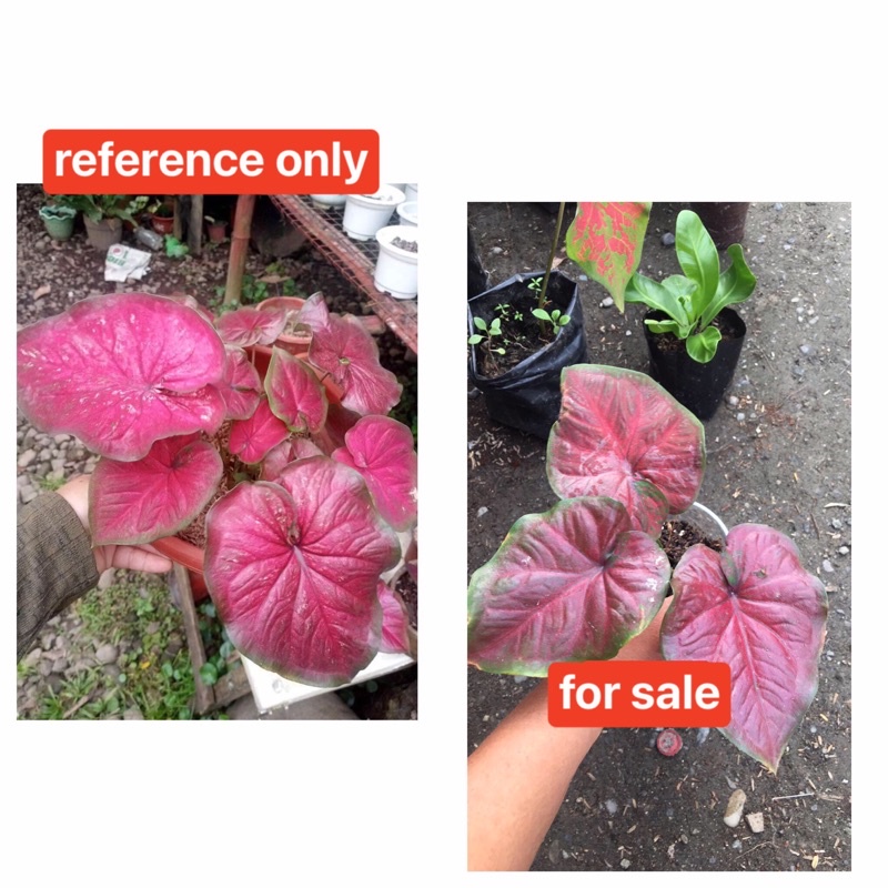 Caladium ( Red berit,makavarn,red emperor) | Shopee Philippines