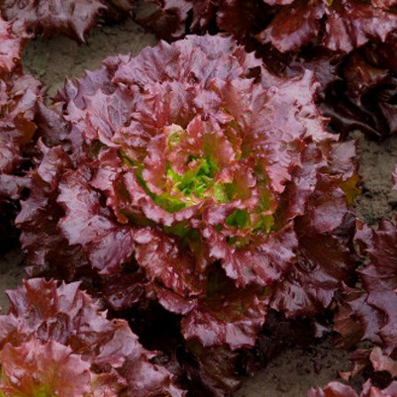 50pcs Red Batavia Lettuce seeds vegetable seeds | Shopee Philippines