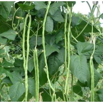 Sitao Seeds (approximately 30 pcs seeds count) | Shopee Philippines