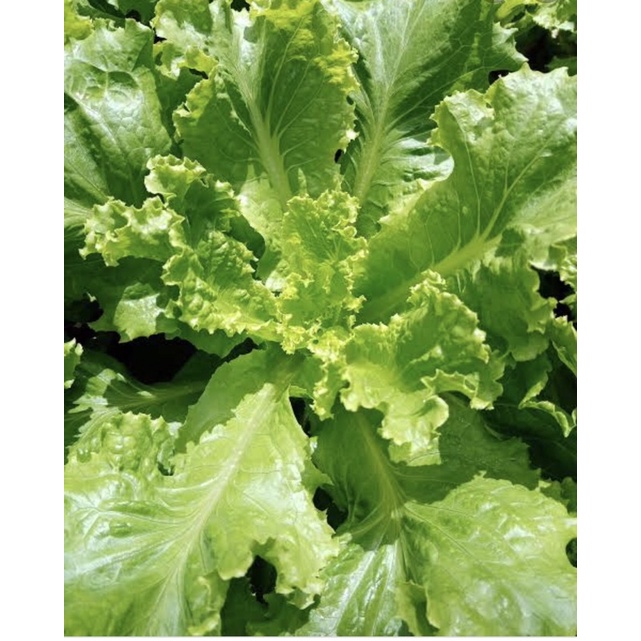 Green Ice Lettuce seeds (approx 1kpcs) | Shopee Philippines