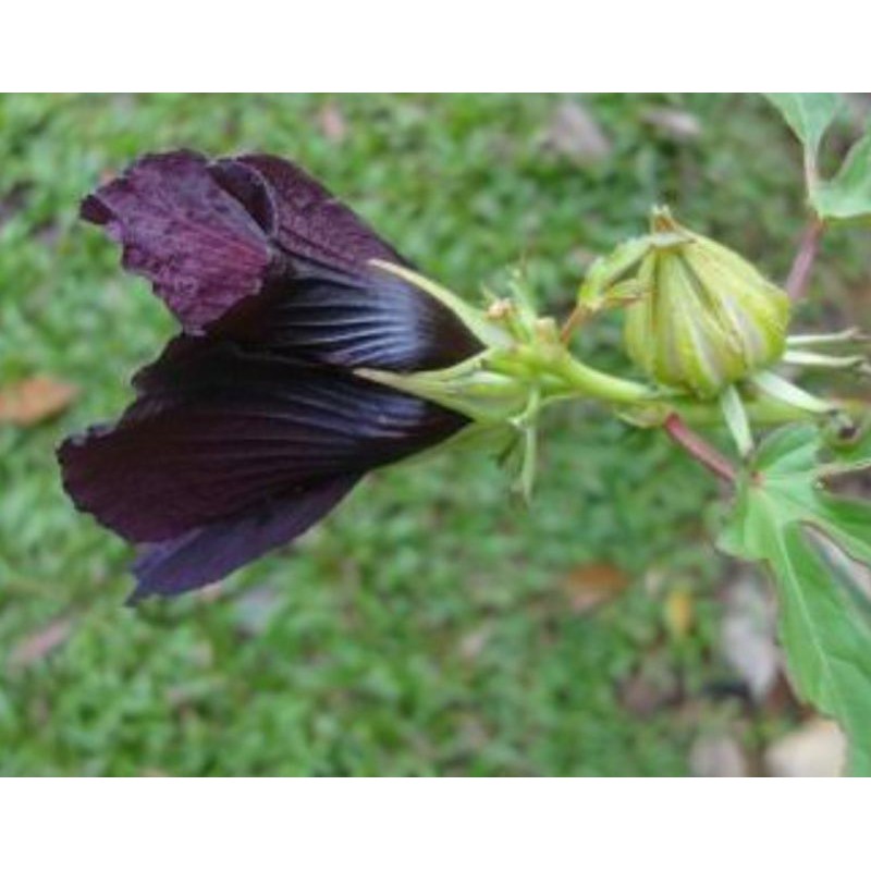 Hibiscus Radiatus/ Monarch Rosemallow or October Rose seeds | Shopee ...