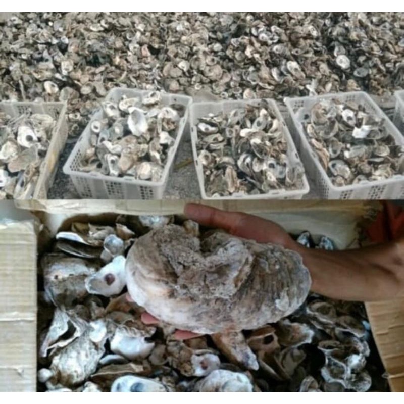 Oyster Shell Oyster Shell Oyster Shells Koi Pond Filter Media 1kg ...