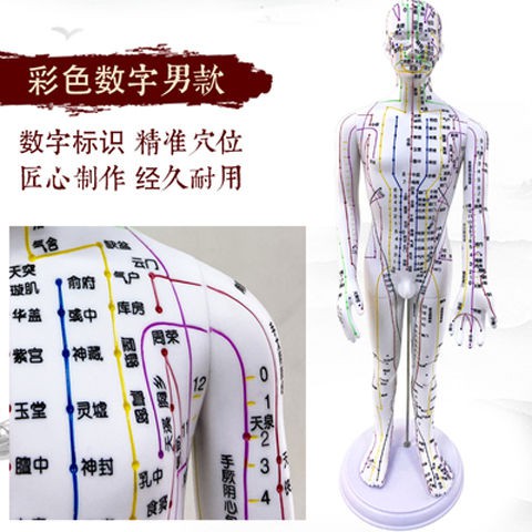 Traditional Chinese Medicine Acupuncture Points Map Human Body Model ...