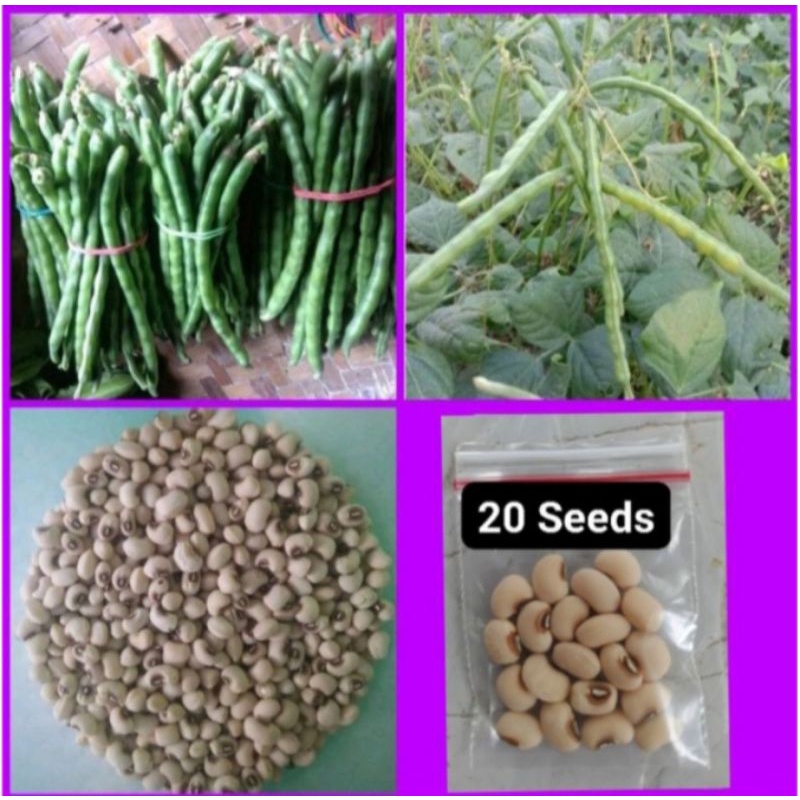 Native Sitaw Turo Seed/Seeds for Planting(25seeds) | Shopee Philippines