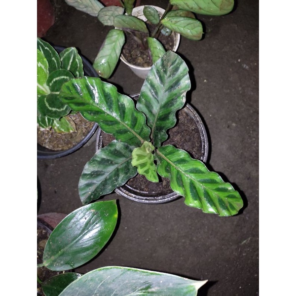 Gandersii Calathea Rare and Spectaculium fit to your outdoor areas ...