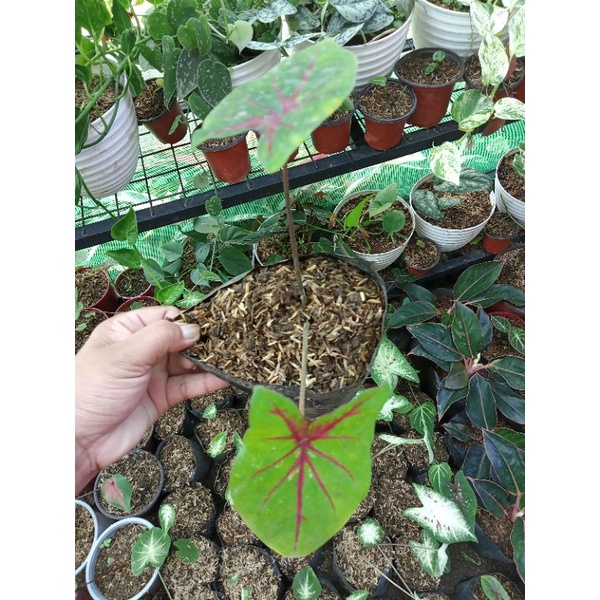 Available live plants for sale (Caladium) | Shopee Philippines
