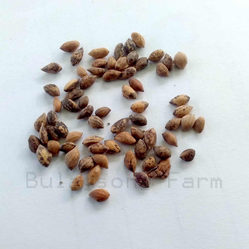 Benguet Pine Tree SEEDS (5 pcs / 10 pcs / 25 pcs) | Shopee Philippines