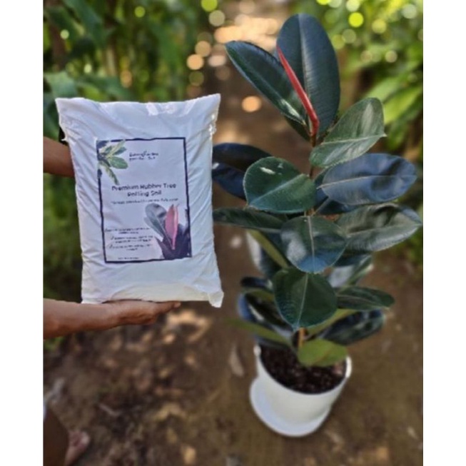 RUBBER TREE SOIL MIX GROWING MEDIA | Shopee Philippines
