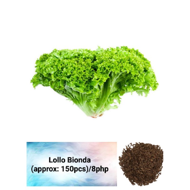 Lollo Bionda Lettuce Seeds (approx: 150pcs) | Shopee Philippines
