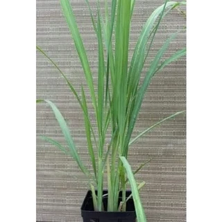 tanglad - Best Prices and Online Promos - Sept 2024 | Shopee Philippines