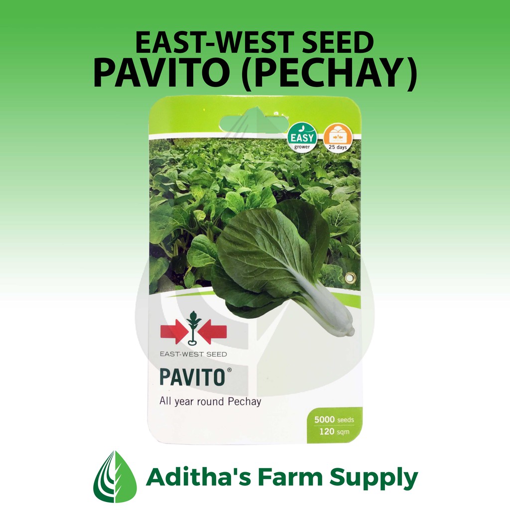 East-West Seed - Pavito (Baby White Pechay) 5000 seeds | Shopee Philippines