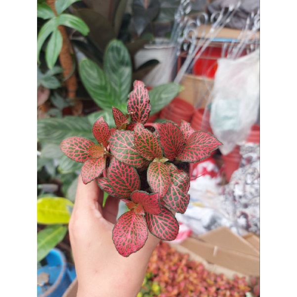 Fittonia Varieties (small size) | Shopee Philippines