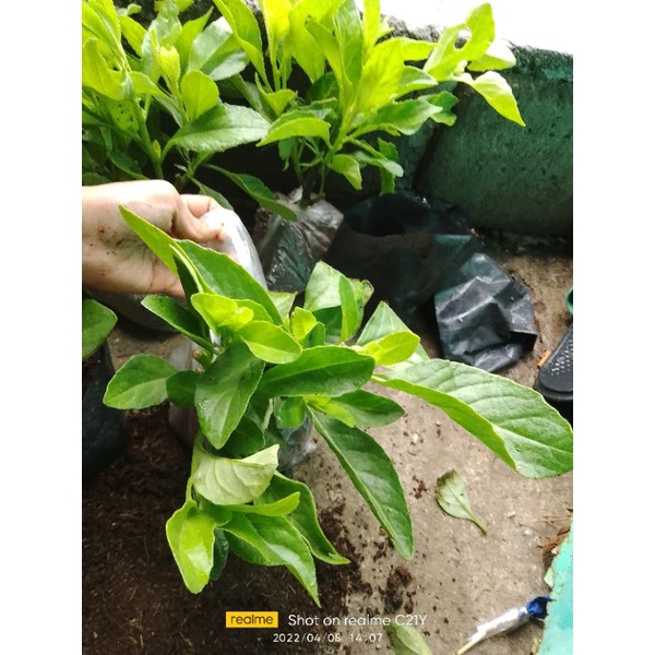 Gynura Ashitaba BUY 5 GET 1 FREE procumbens local Per pot | Shopee ...