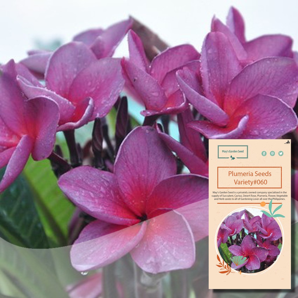 Rare Purple With Red Color Kalachuchi Seeds, Plumeria Seeds - Variety ...