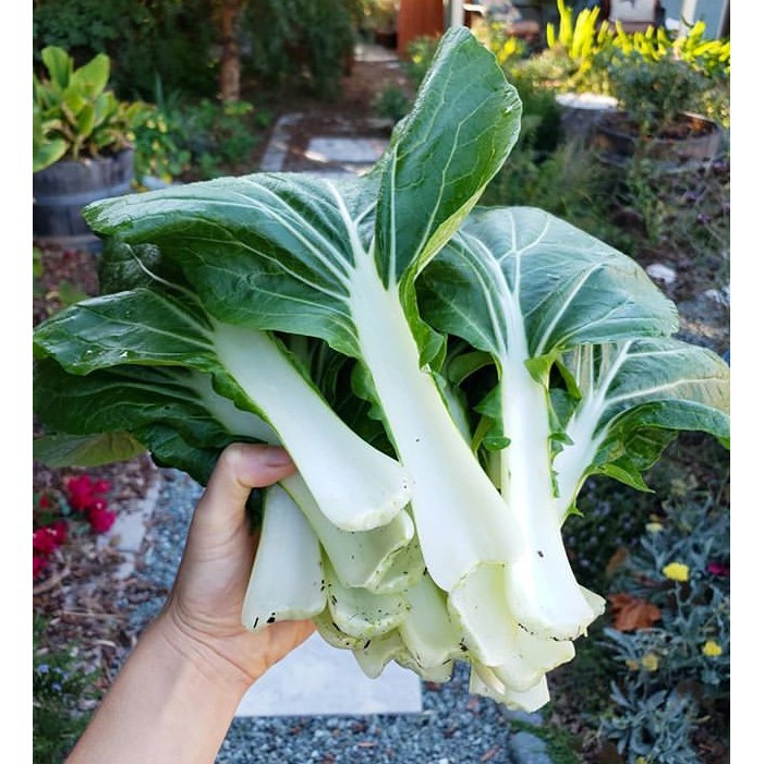 white chinese pechay bok choy pak choi cabbage seeds | Shopee Philippines