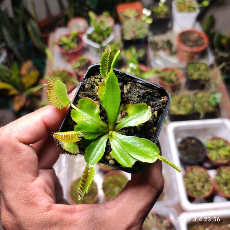 Venus Flytrap | Beauty Star | Shopee Philippines