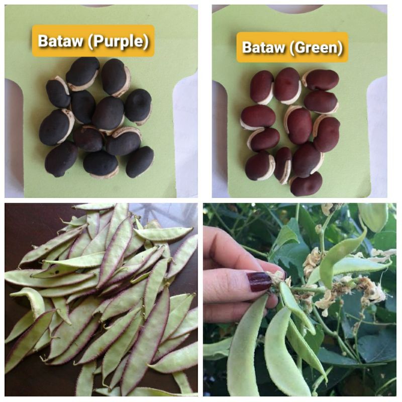 2 varieties of bataw seeds / hyacinth bean | Shopee Philippines