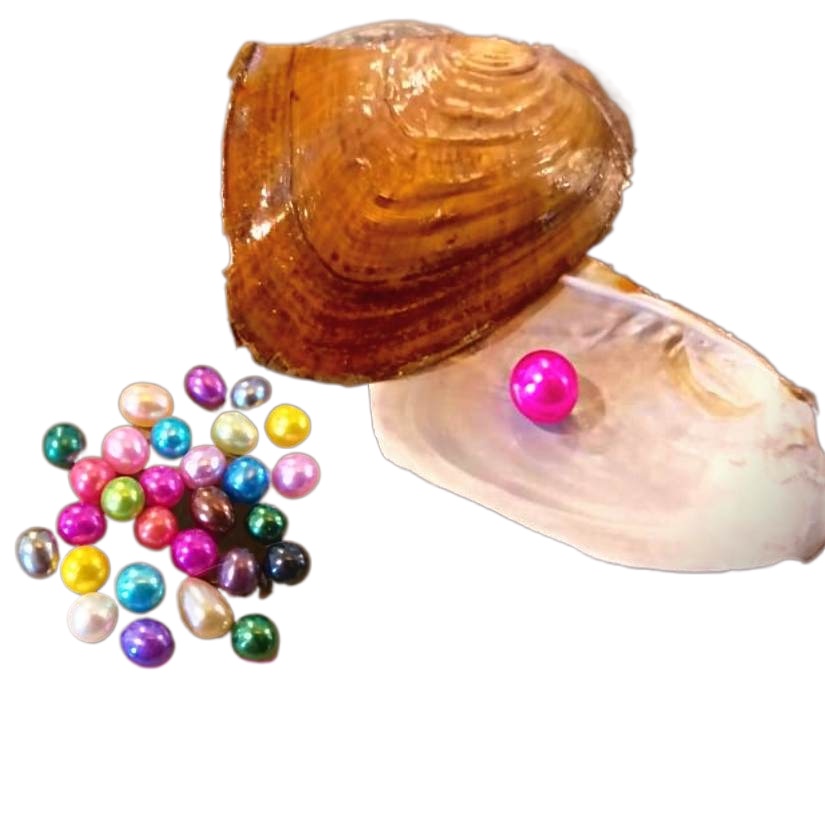 Freshwater Pearl Export AAA Quality in Oyster Shell /Mystery Assorted ...