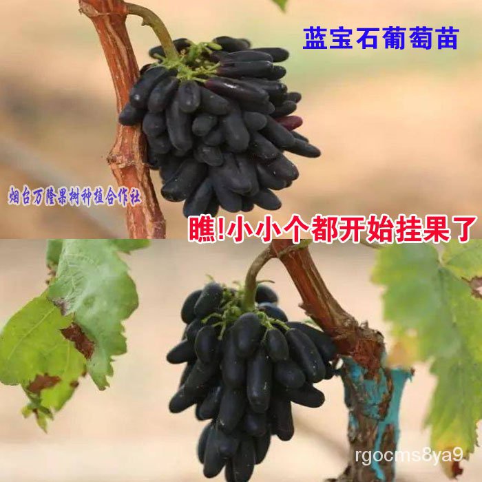 Sweet Sapphire Grape Seedlings Sunshine Rose Hutai No. 8 Tree South ...