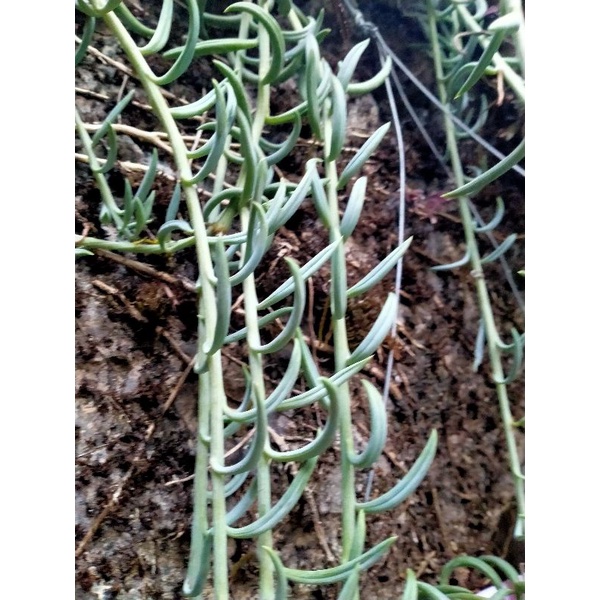 string of fish hook (indoor) | Shopee Philippines