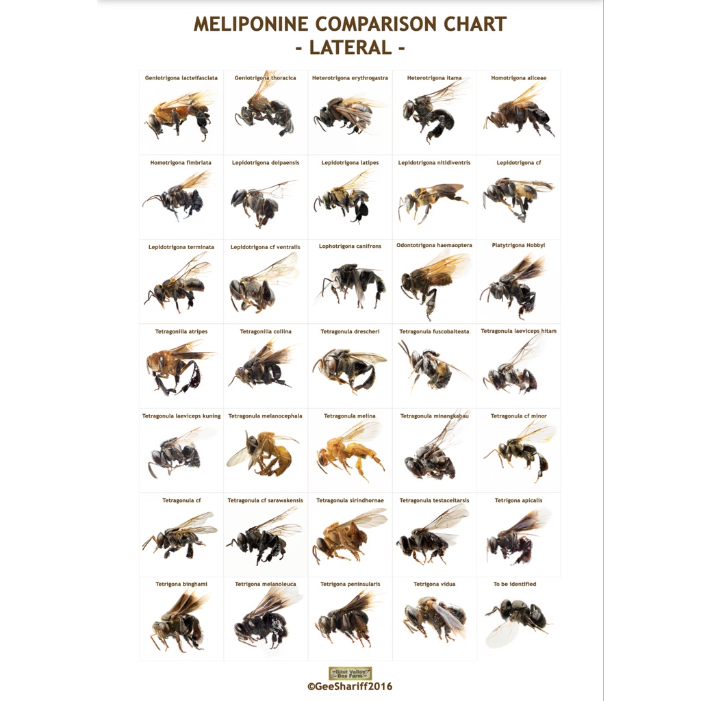Indo-Malayan Stingless Bees Comparison Chart | Shopee Philippines