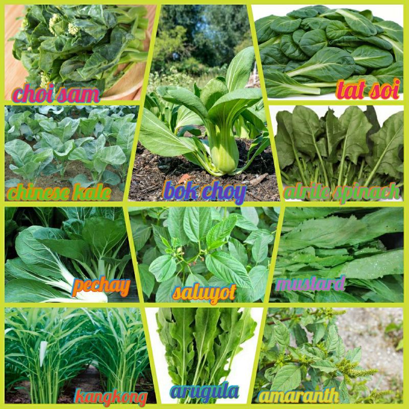 dahon-dahon (LEAFY VEGETABLES SEEDS) | Shopee Philippines
