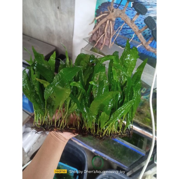 anubias /java fern lowtech aquatic plant | Shopee Philippines