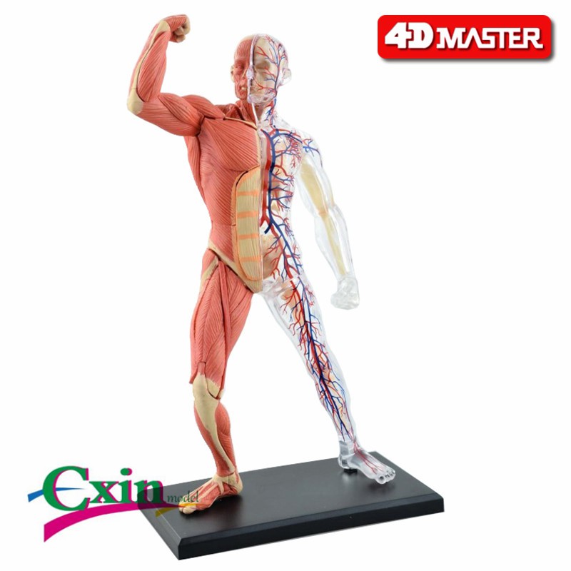 4D Master Educational Assembled Toy Human Body Muscle Organ Anatomy ...