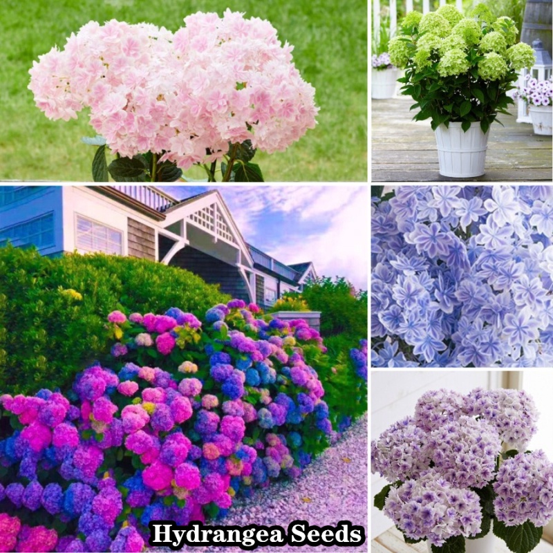 Mixed Hydrangea Seeds 50 Per Pack Flowers Philodendron Rare Mayana ...