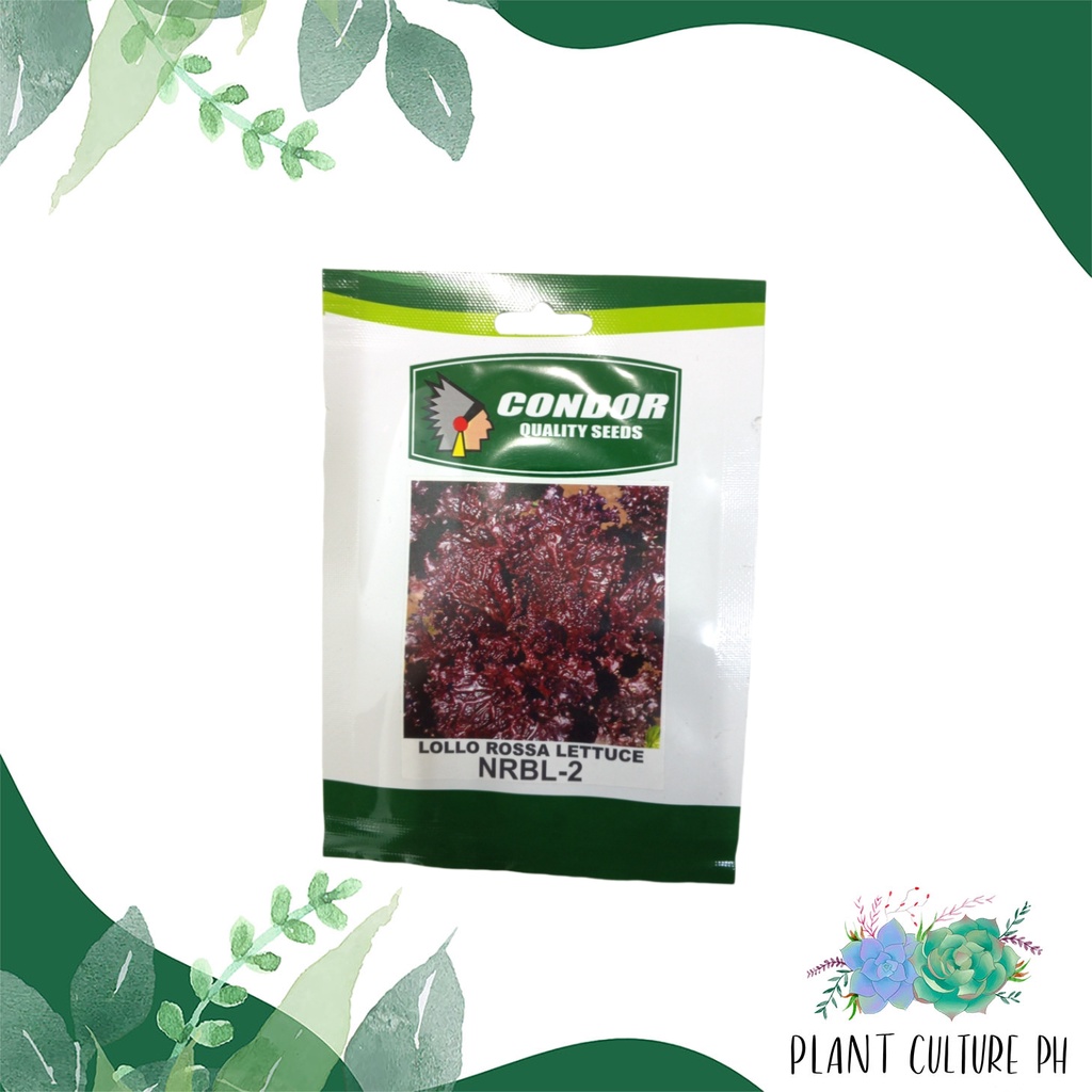 Condor Seeds Lettuce Varieties (Romaine, Iceberge, Green Wave, Lollo ...