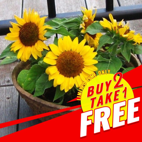 Sunflower Seeds - Munchkin Seeds Mini Sunflower Seeds - Dwarf Sunflower ...