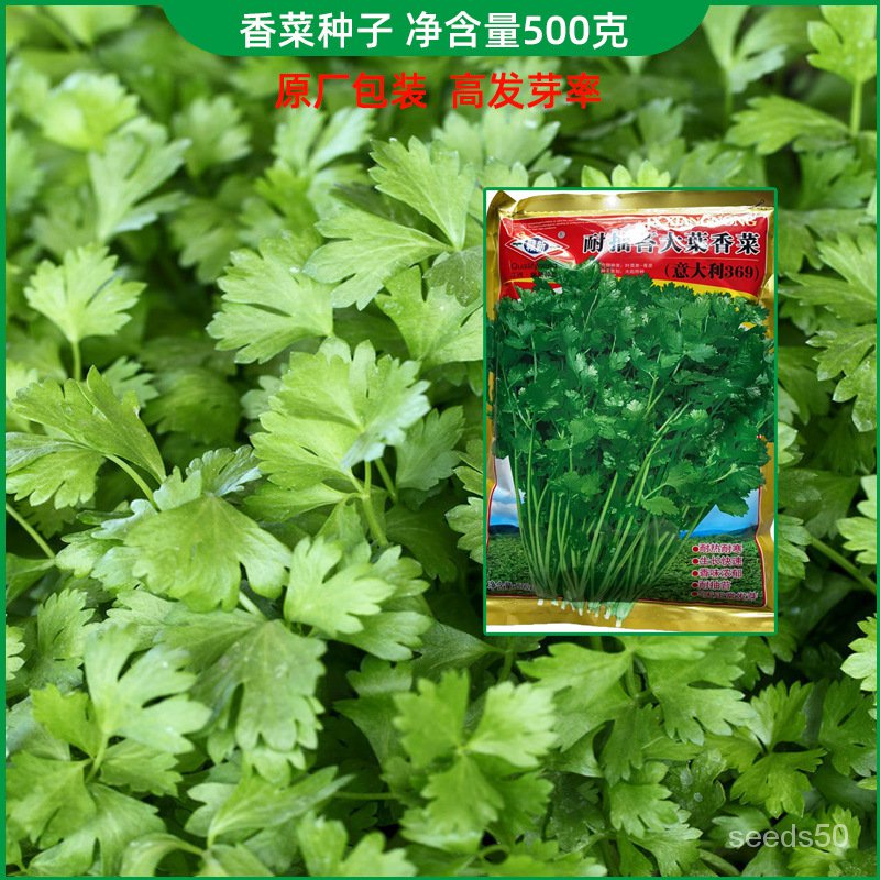 Moss-Resistant Large Leaves369Coriander Seeds500G Vegetable Greenhouse ...