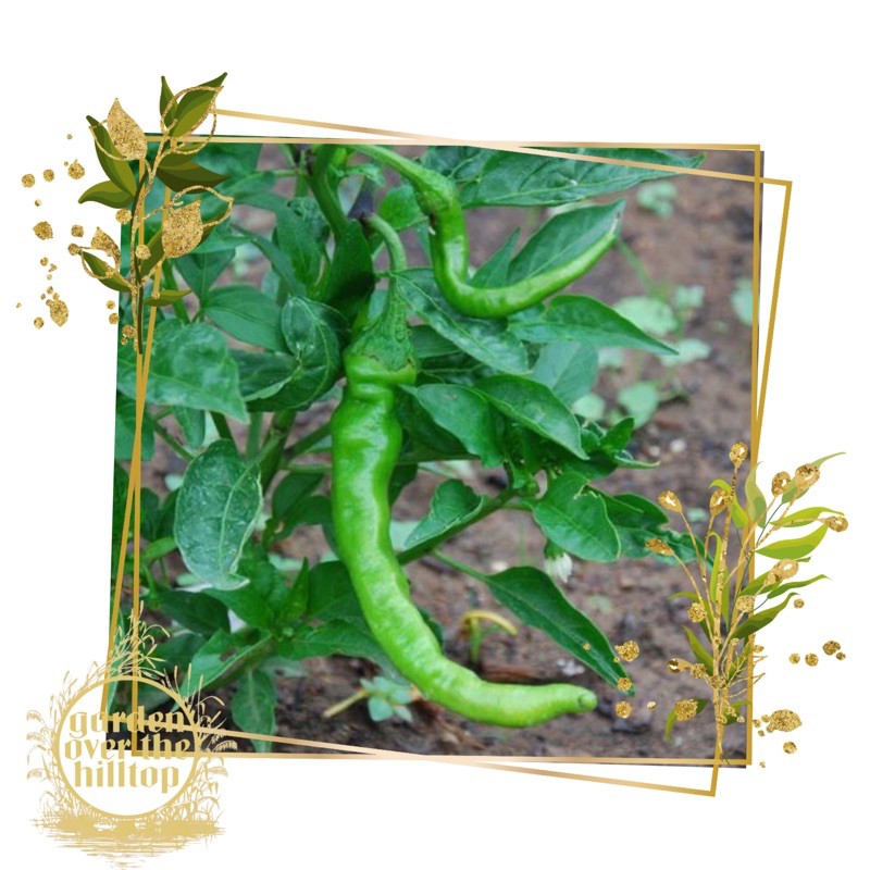 ilocano chili not spicy/long chili/siling panigang/siling duwag/sweet ...